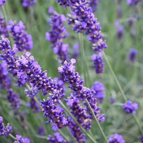 Home [gjyarcho.github.io]